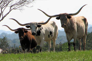 RIO VISTA RANCH - Butler Texas Longhorn Cows